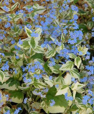 Brunnera macrophylla 'Variegata' shipped from Grower to your door