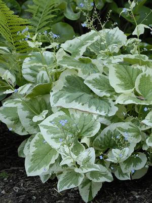 Brunnera macrophylla 'Variegata' shipped from Grower to your door