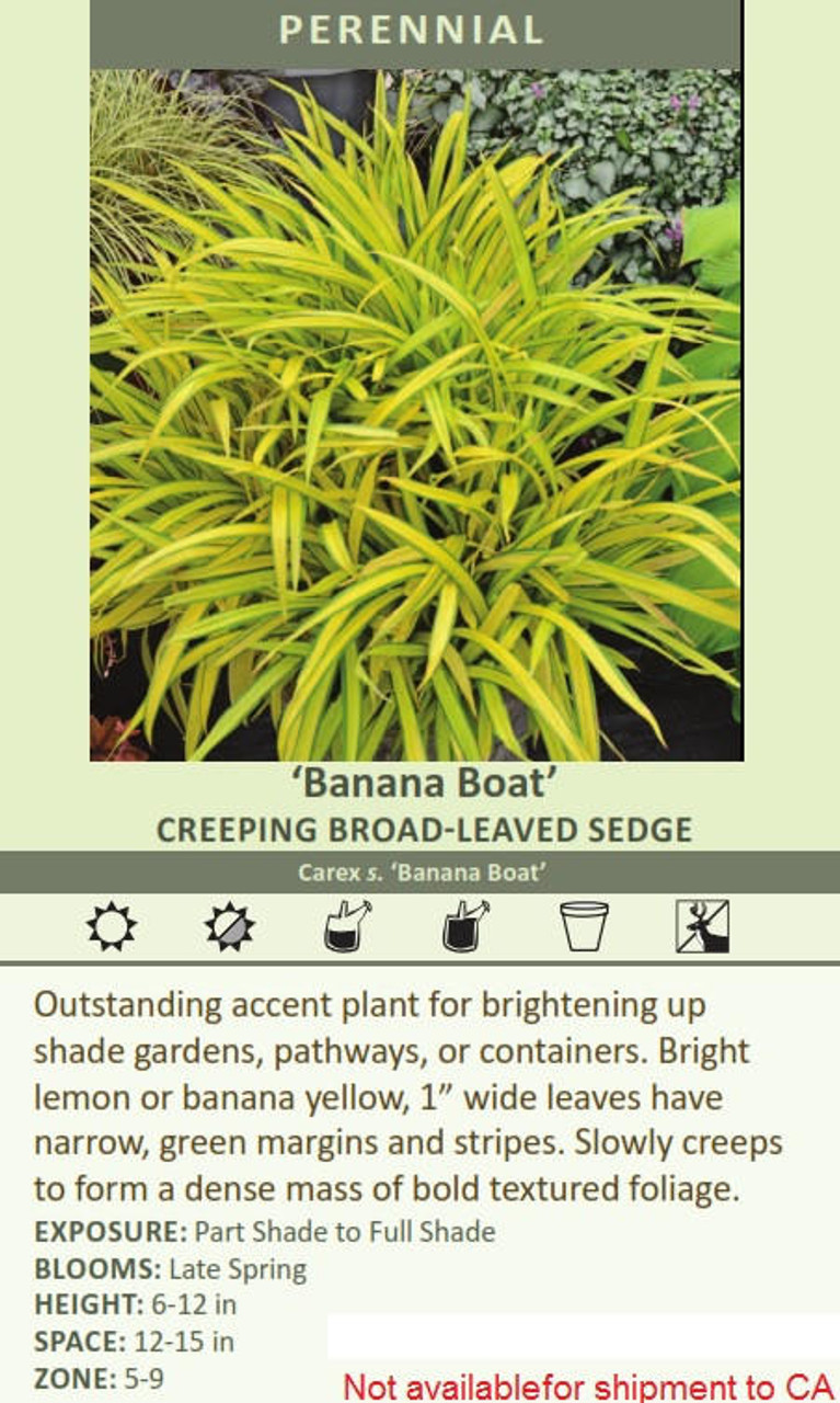 Carex siderosticha 'Banana Boat' shipped from Grower to your door Carex siderosticha 'Banana Boat' shipped from Grower to your door