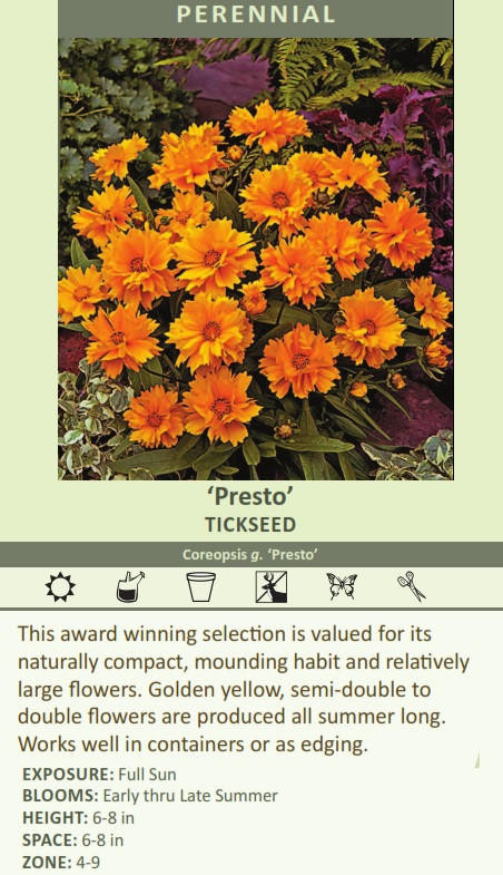 Coreopsis grandiflora 'Presto' shipped from Grower to your door