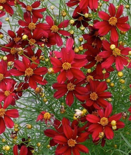 Coreopsis 'Red Satin' | Perennial Plant Sale | Bloomin Designs Nursery