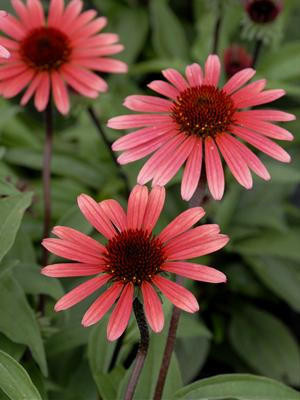 Echinacea 'Solar Flare' | Perennial Plant Sale | Bloomin Designs Nursery