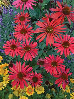 Echinacea 'Solar Flare' | Perennial Plant Sale | Bloomin Designs Nursery