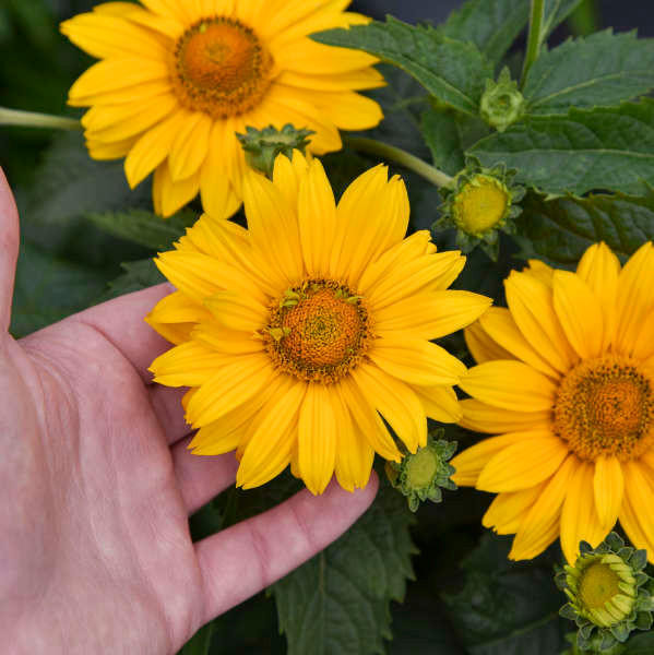 Heliopsis h. 'Tuscan Sun' shipped from Grower to your door