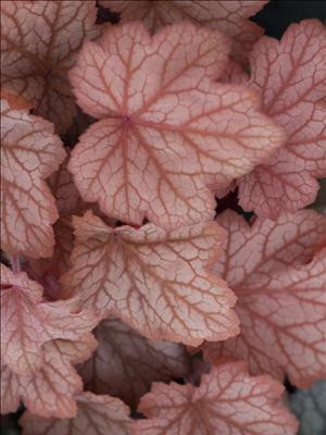 Heuchera 'Georgia Peach' | Perennial Plant Sale | Bloomin Designs Nursery