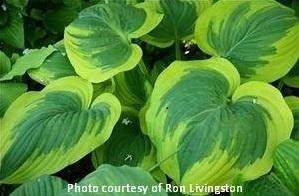 Hosta BROAD BAND shipped from Grower to your door