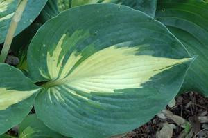 Hosta DREAM WEAVER - Perennial Plant Sale shipped from Grower to your door