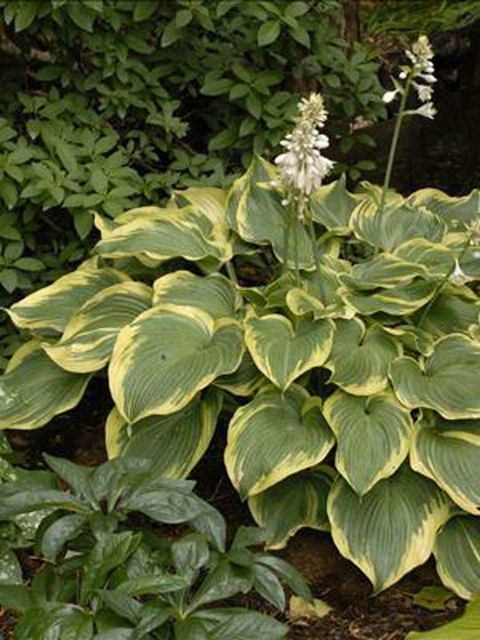 Hosta EARTH ANGEL shipped from Grower to your door