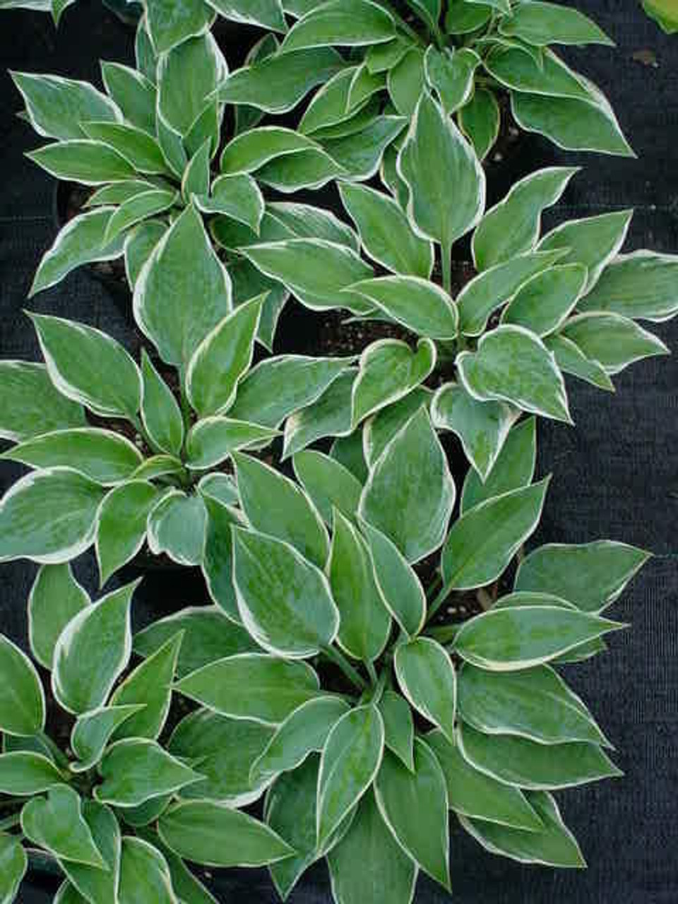Hosta FIRST FROST shipped from Grower to your door