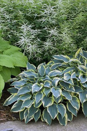 Hosta FIRST FROST shipped from Grower to your door