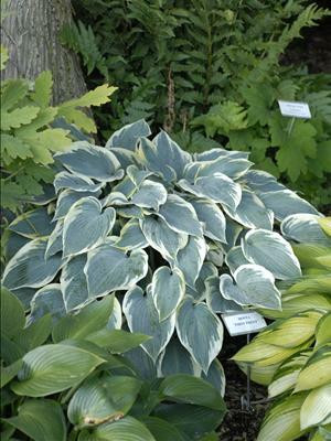 Hosta FIRST FROST shipped from Grower to your door