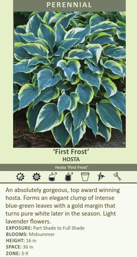 Hosta FIRST FROST shipped from Grower to your door