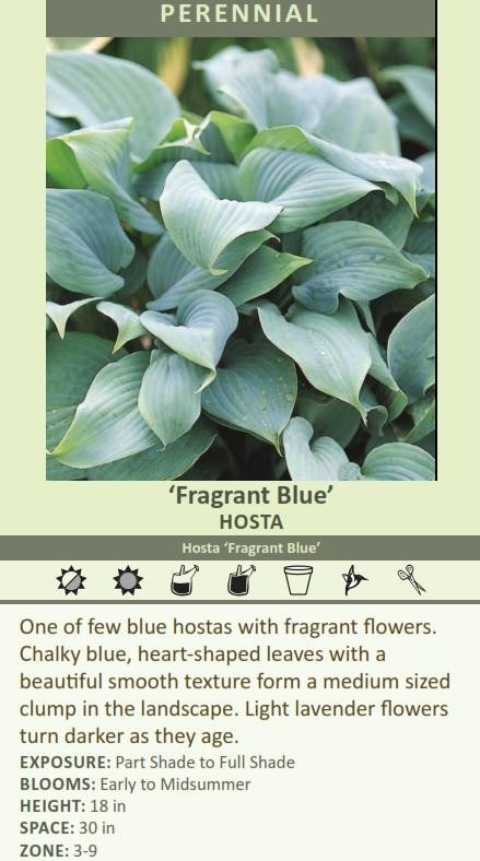 Hosta FRAGRANT BLUE | Perennial Plant Sale | Bloomin Designs Nursery