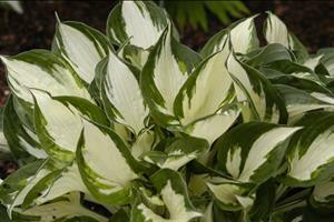 Hosta LOYALIST shipped from Grower to your door