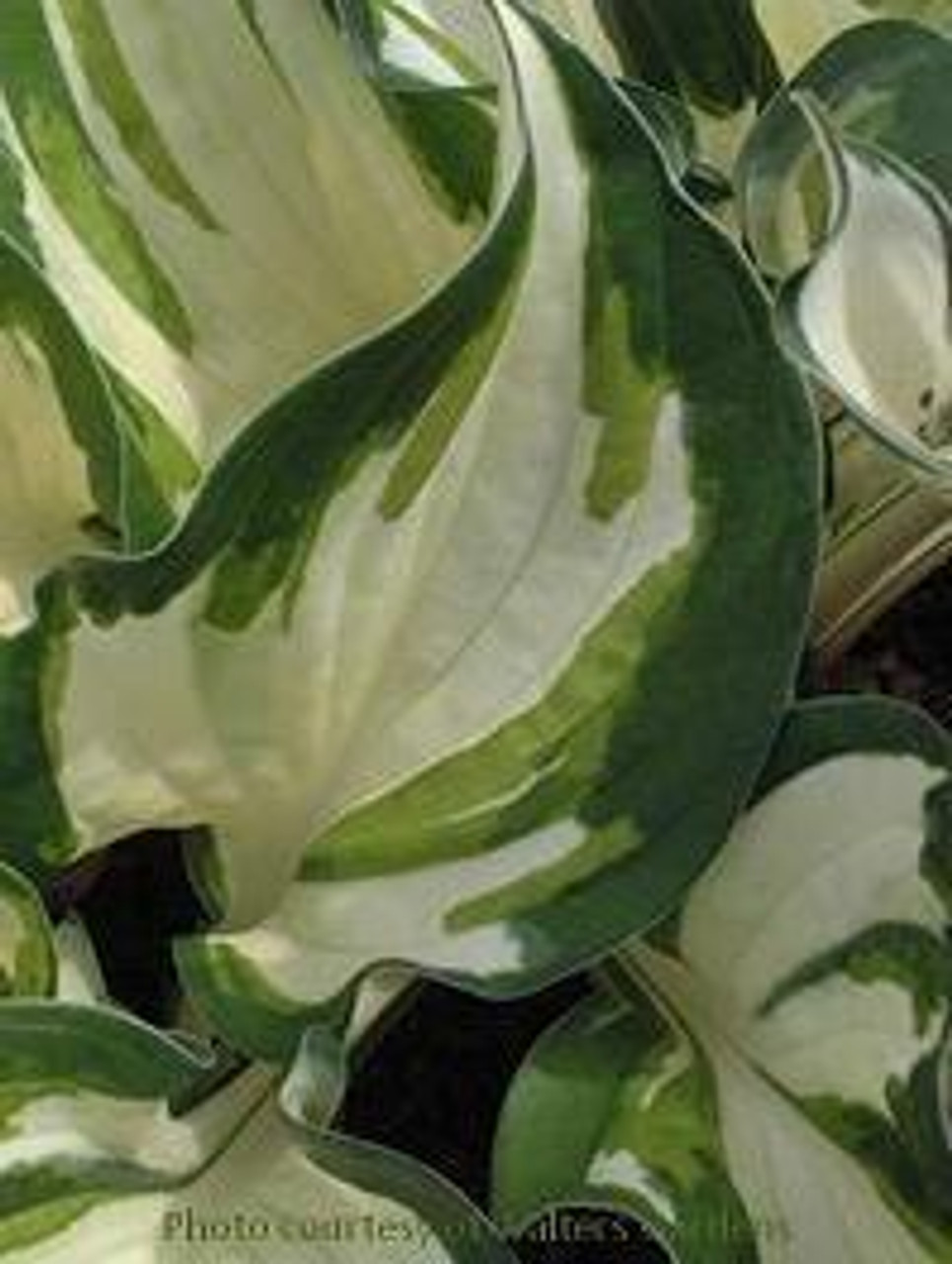 Hosta LOYALIST shipped from Grower to your door