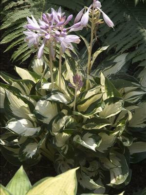 Hosta LOYALIST shipped from Grower to your door