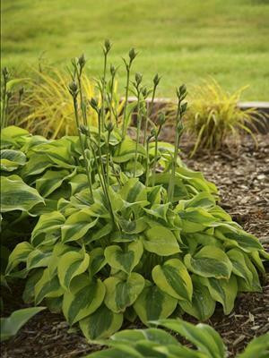 Hosta LUNA MOTH shipped from Grower to your door