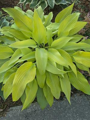Hosta PRAIRIE MOON shipped from Grower to your door