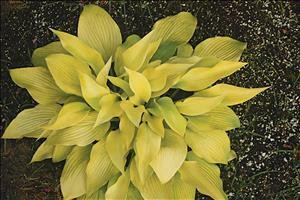 Hosta PRAIRIE MOON shipped from Grower to your door