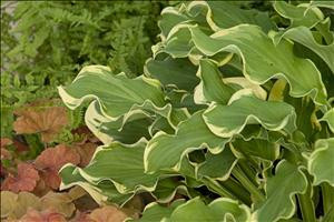 Hosta WHEEE! | Perennial Plant Sale | Bloomin Designs Nursery