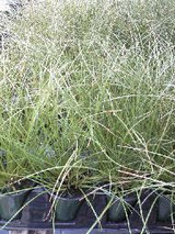 Carex comans 'Amazon Mist' shipped from Grower to your door