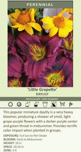 Daylily LITTLE GRAPETTE shipped from Grower to your door
