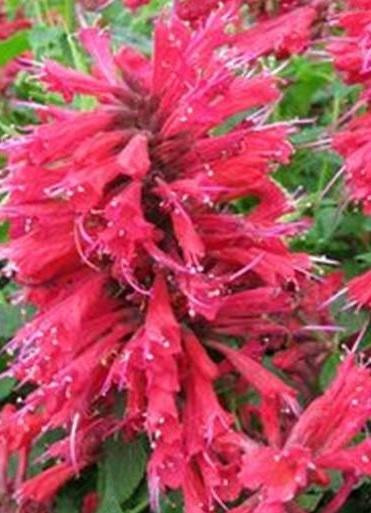 Agastache x 'Raspberry Nectar' shipped from Grower to your door