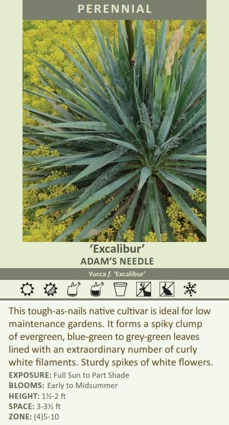 Yucca f. 'Excalibur' - Perennial Plant Sale shipped from Grower to your ...