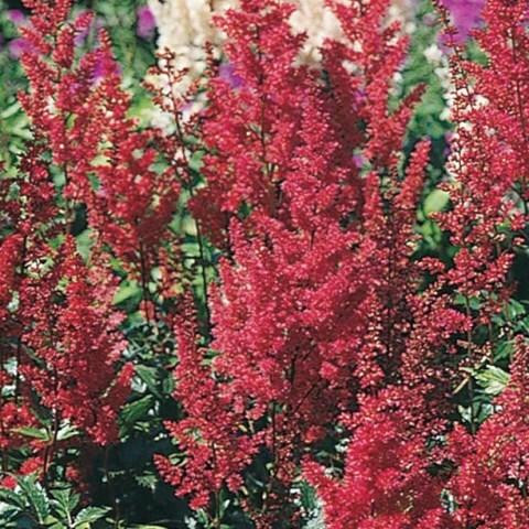 Astilbe Red shipped from Grower to your door