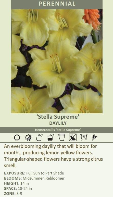 Daylily 'Stella Supreme' shipped from Grower to your door