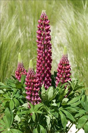 Lupinus Red| Perennial Plant Sale | Bloomin Designs Nursery