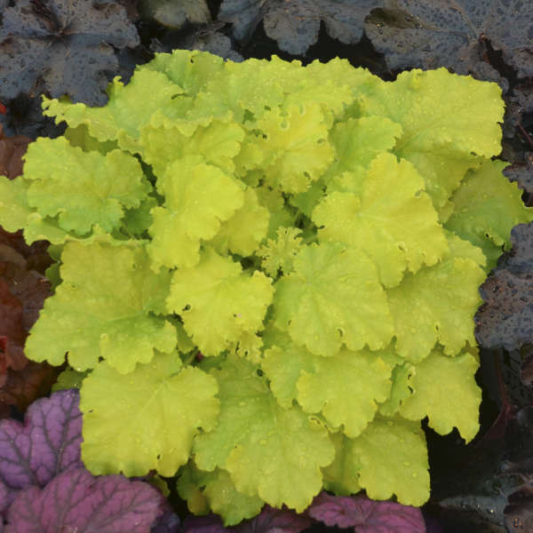 Heuchera 'Twist of Lime' | Perennial Plant Sale | Bloomin Designs Nursery