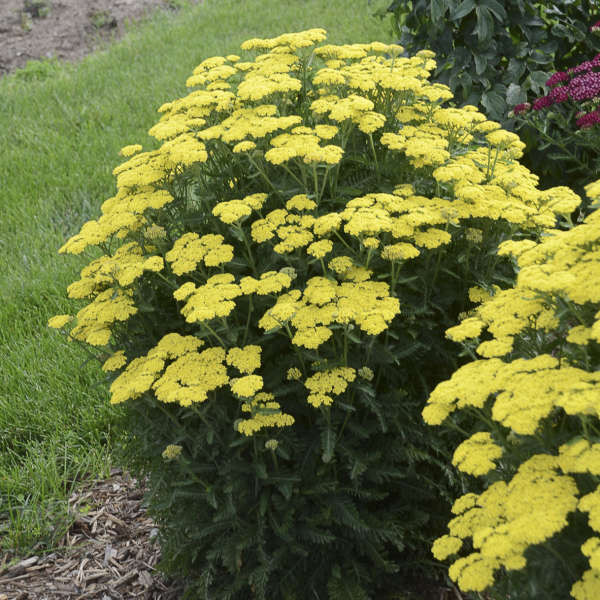 Achillea 'Firefly Sunshine' shipped from Grower to your door