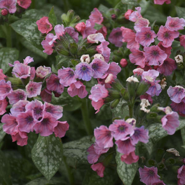 Pulmonaria longifolia Pretty in Pink shipped from Grower to your door
