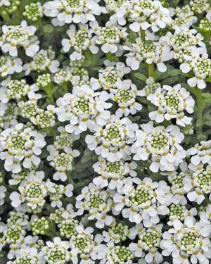 Iberis sempervirens shipped from Grower to your door