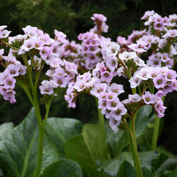 Peppermint Patty Bergenia