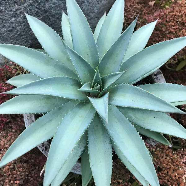 Mangave 'Frosted Elegance' shipped from Grower to your door