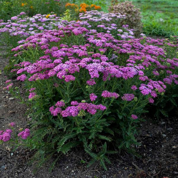 Achillea 'Firefly Fuchsia' (25) BR Plants - Bloomin Designs Nursery