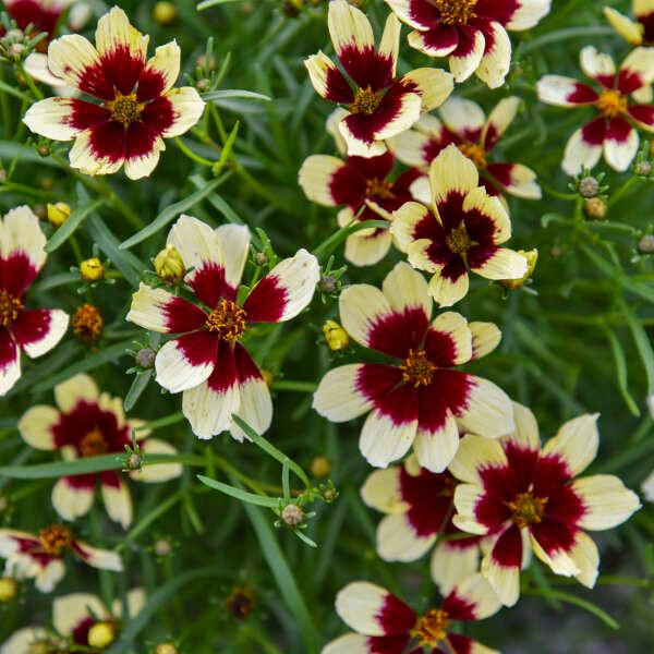 Coreopsis v. 'Creamy Calico' (30)ct Flat - Bloomin Designs Nursery