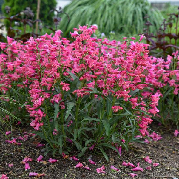 Penstemon b. 'Pink Pearls' (30)ct Flat - Bloomin Designs Nursery