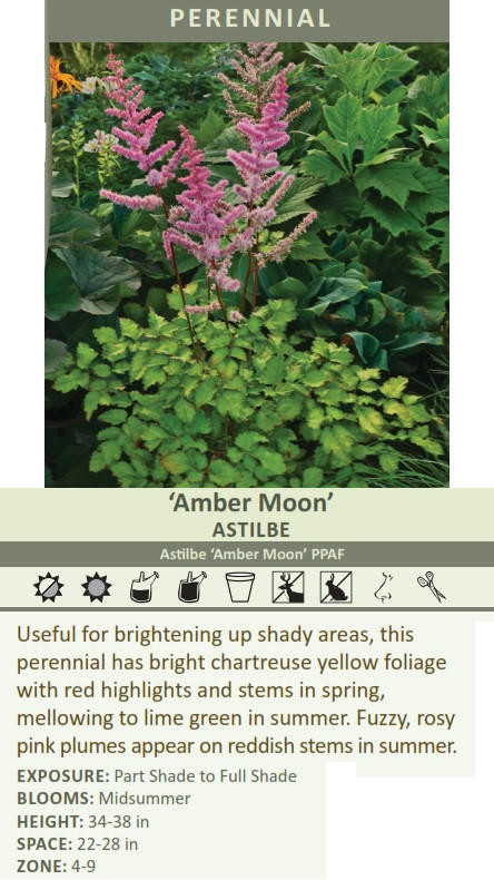 Astilbe 'Amber Moon' | Perennial Plant Sale | Bloomin Designs Nursery