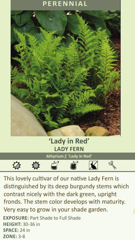 Athyrium a. rubellum 'Lady in Red' shipped from Grower to your door
