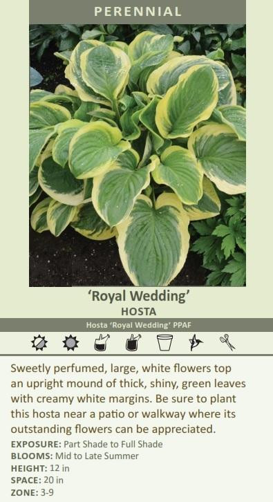 Hosta ROYAL WEDDING shipped from Grower to your door