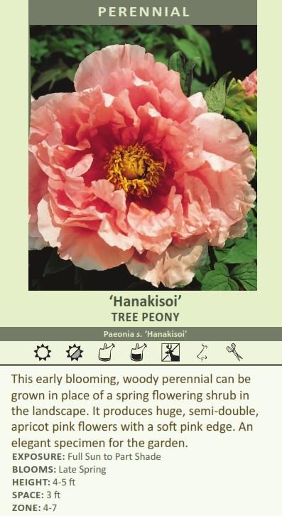 Paeonia (Tree) s. 'Hanakisoi' - Perennial Plant Sale shipped from ...