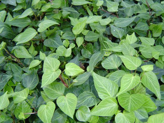 Hedera helix 'Teardrop' shipped from Grower to your door