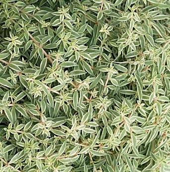 Sedum lineare 'Sea Urchin' shipped from Grower to your door