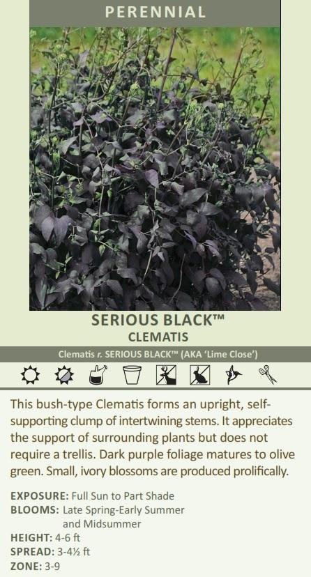 Clematis r. SERIOUS BLACK TM - Perennial Plant Sale shipped from Grower ...