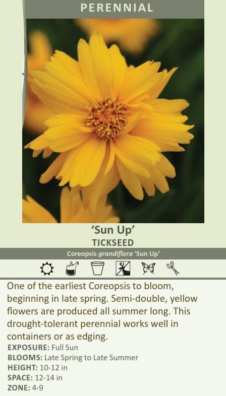 Coreopsis 'Sun Up' PPAF shipped from Grower to your door
