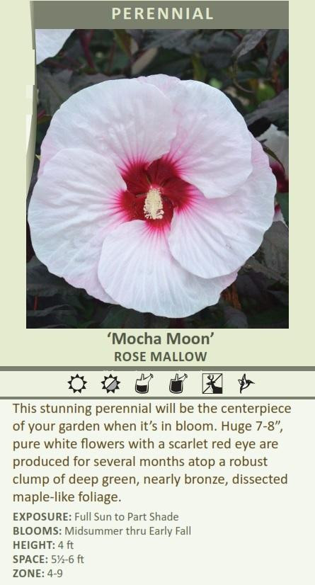 Hibiscus Mocha Moon – Comment cultiver et entretenir Guimauve ‘Mocha ...