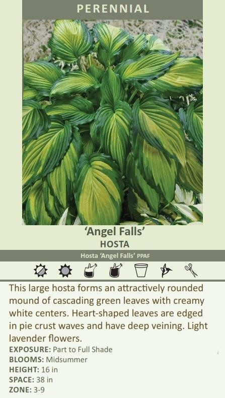 Hosta 'Angel Falls' - Perennial Plant Sale shipped from Grower to your door